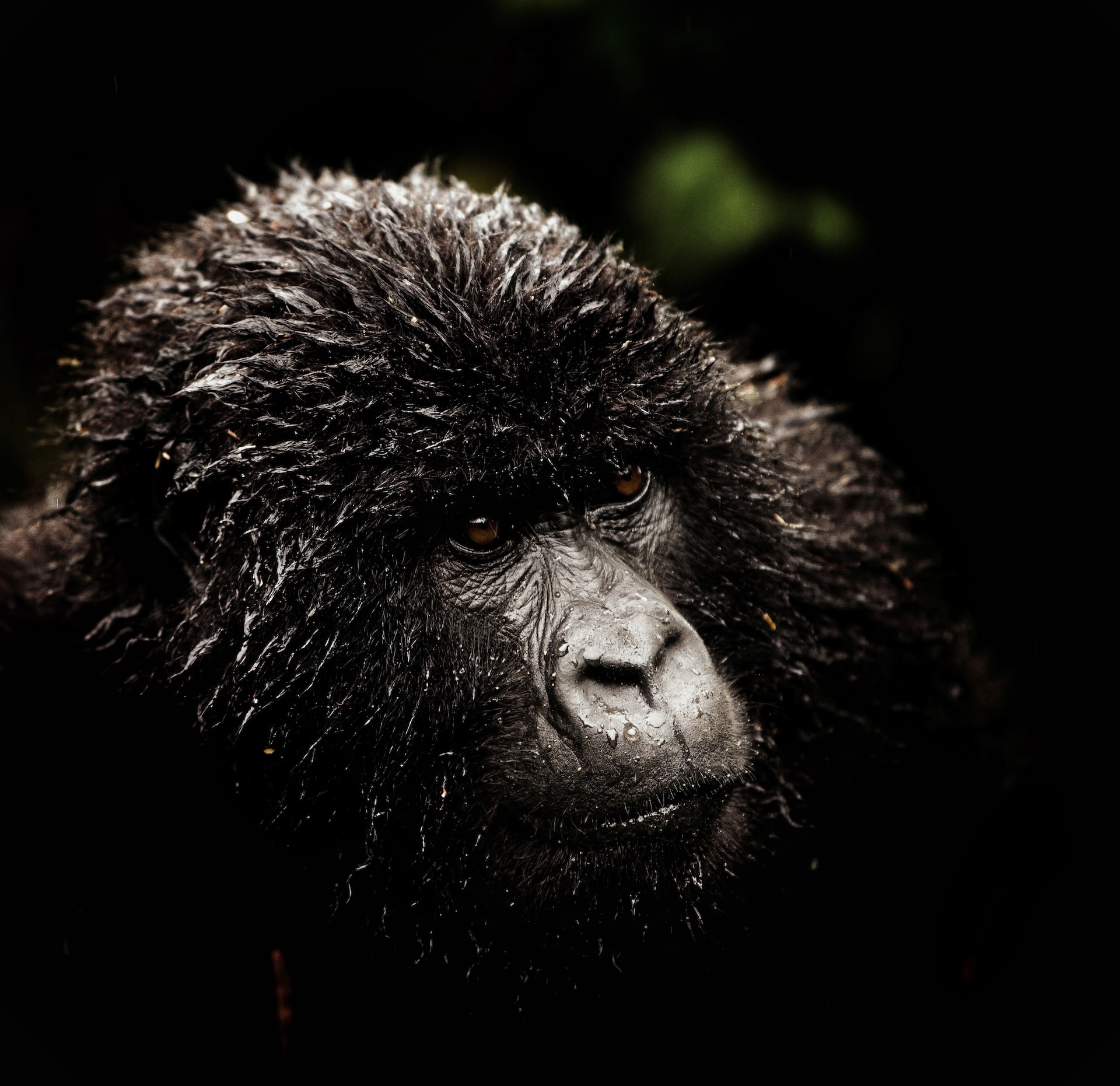 4 Days Bwindi & Mgahinga Gorillas - Mgahinga Gorilla National Park