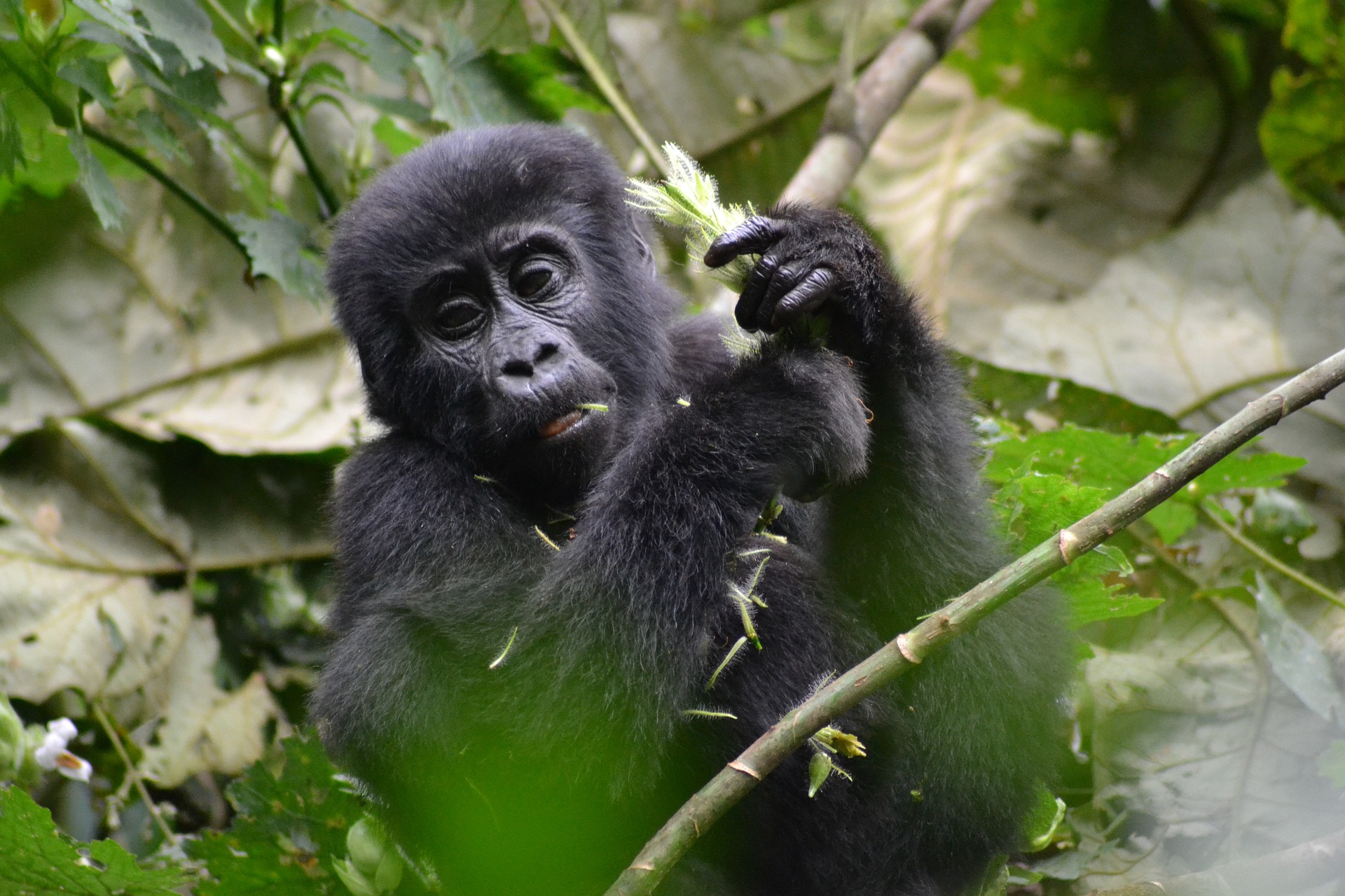 Getting There - Mgahinga Gorilla National Park