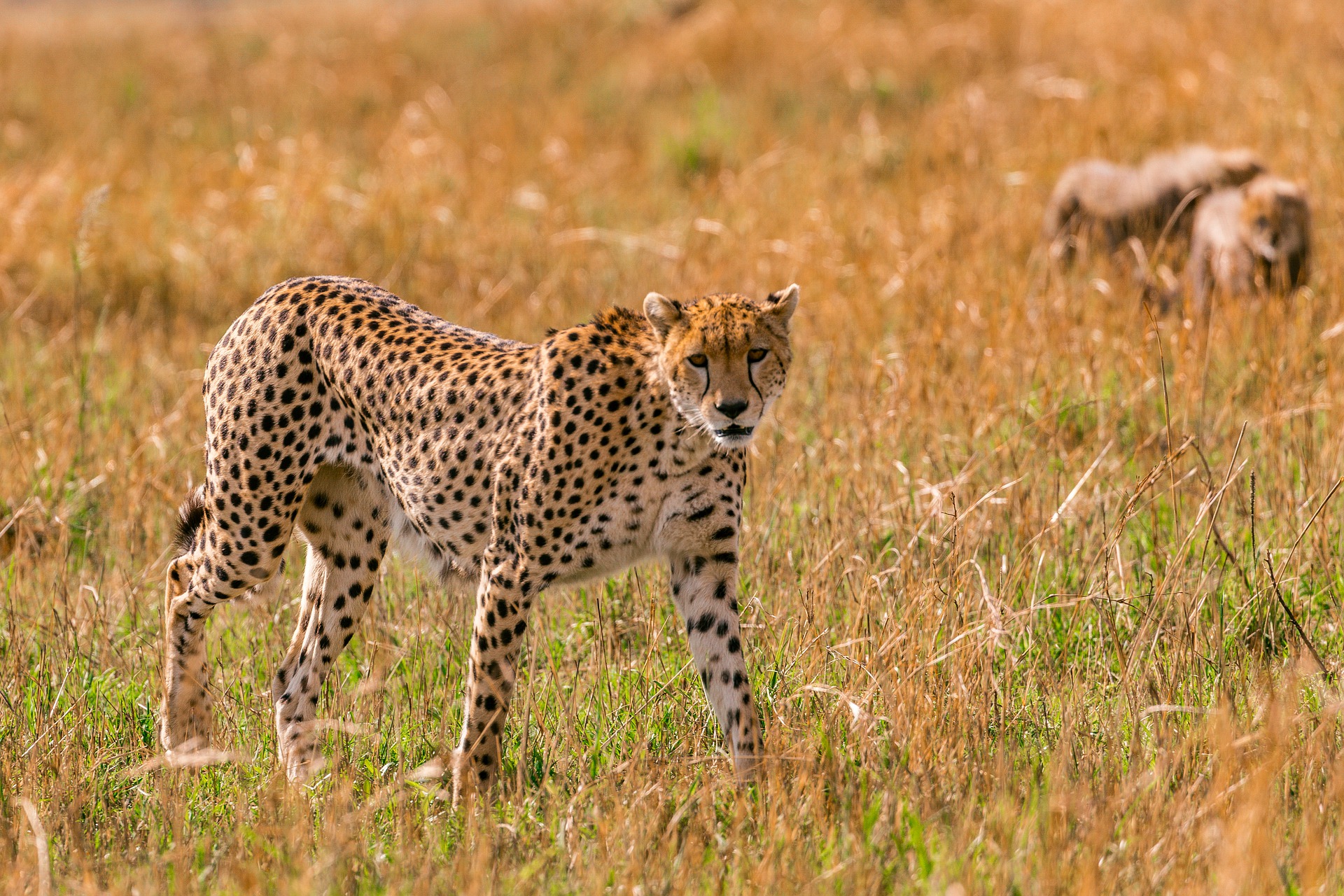 Kenya Tour Operators - Mgahinga Gorilla National Park