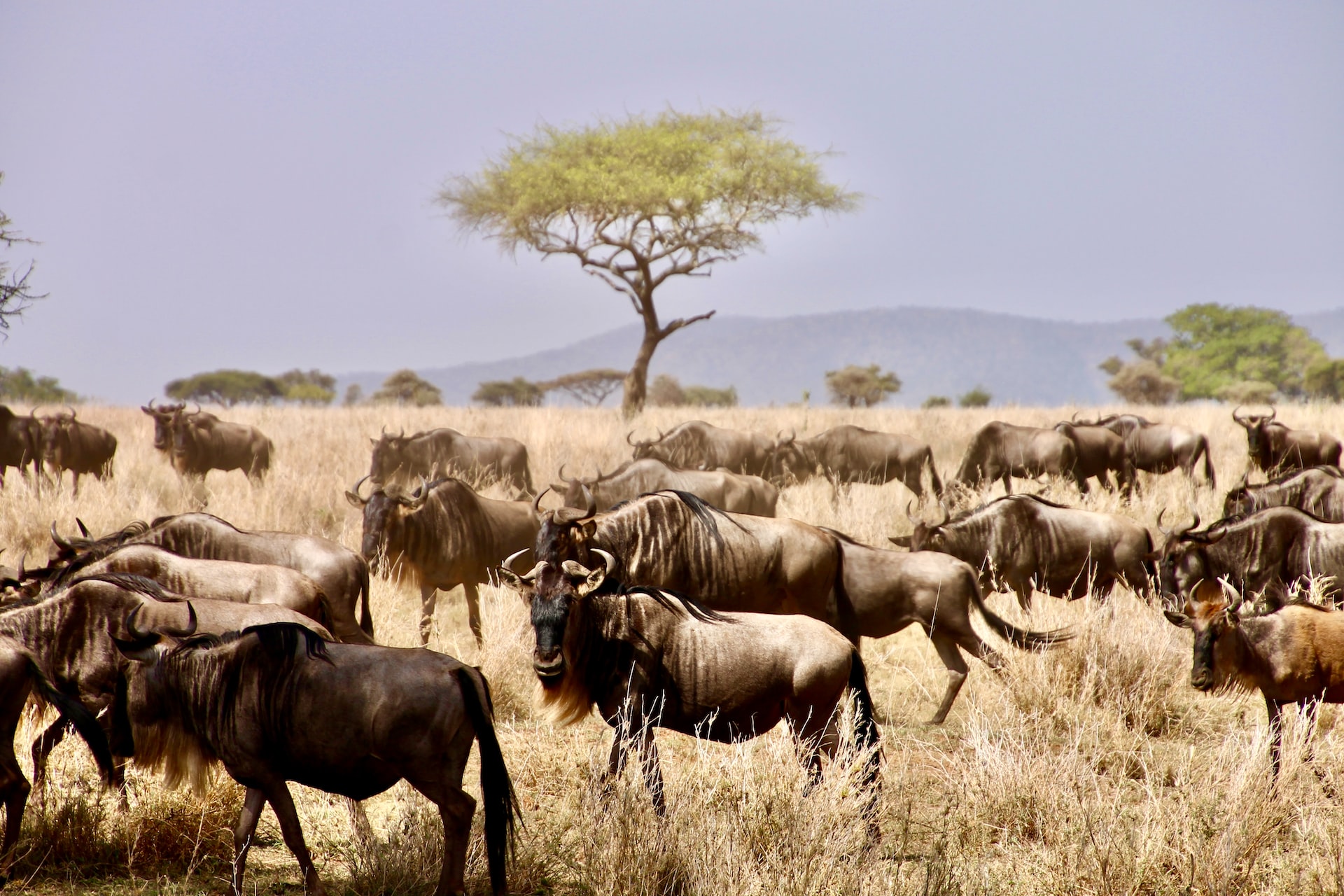 Tanzania Safari Holiday Tour - Mgahinga Gorilla National Park