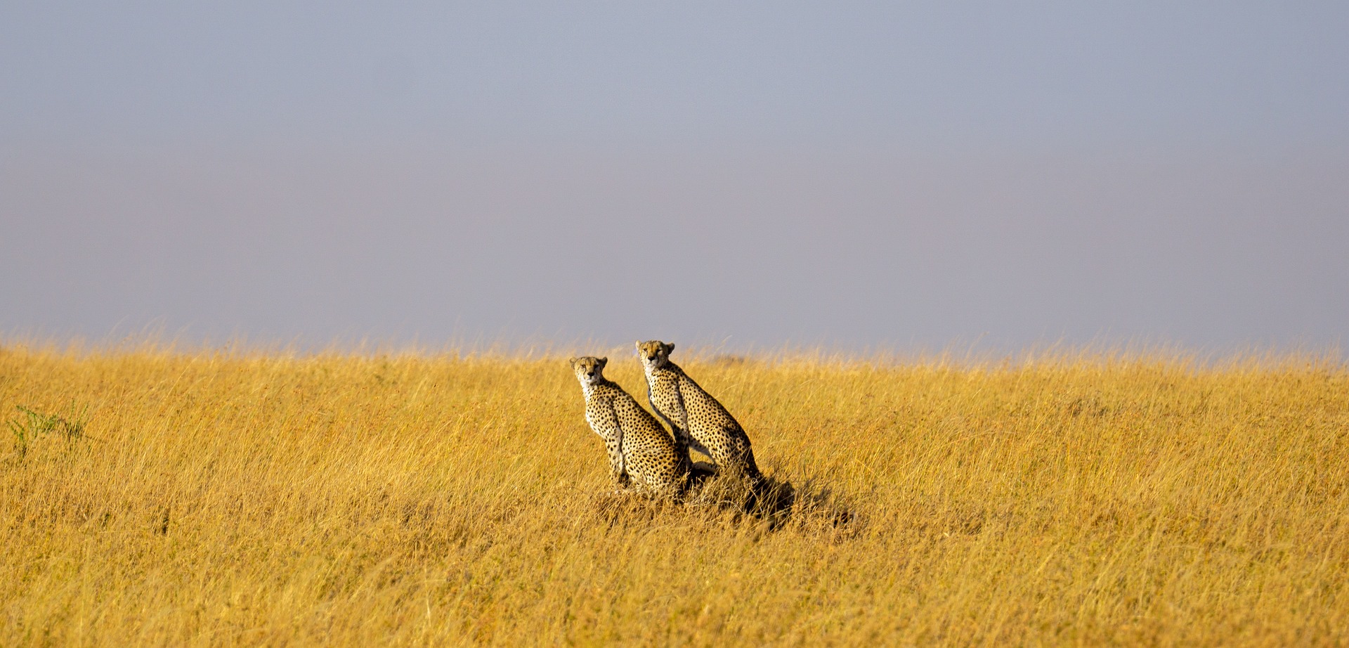 Tanzania Tour Operators - Mgahinga Gorilla National Park
