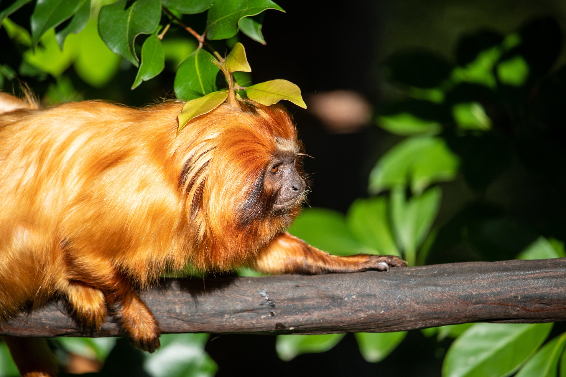 Attractions In Mgahinga Gorilla National Park, What Things To See