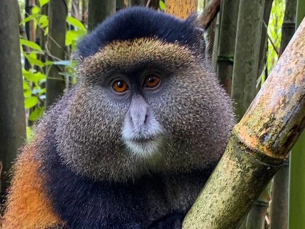 Golden Monkey Tracking in Mgahinga Gorilla National Park Uganda
